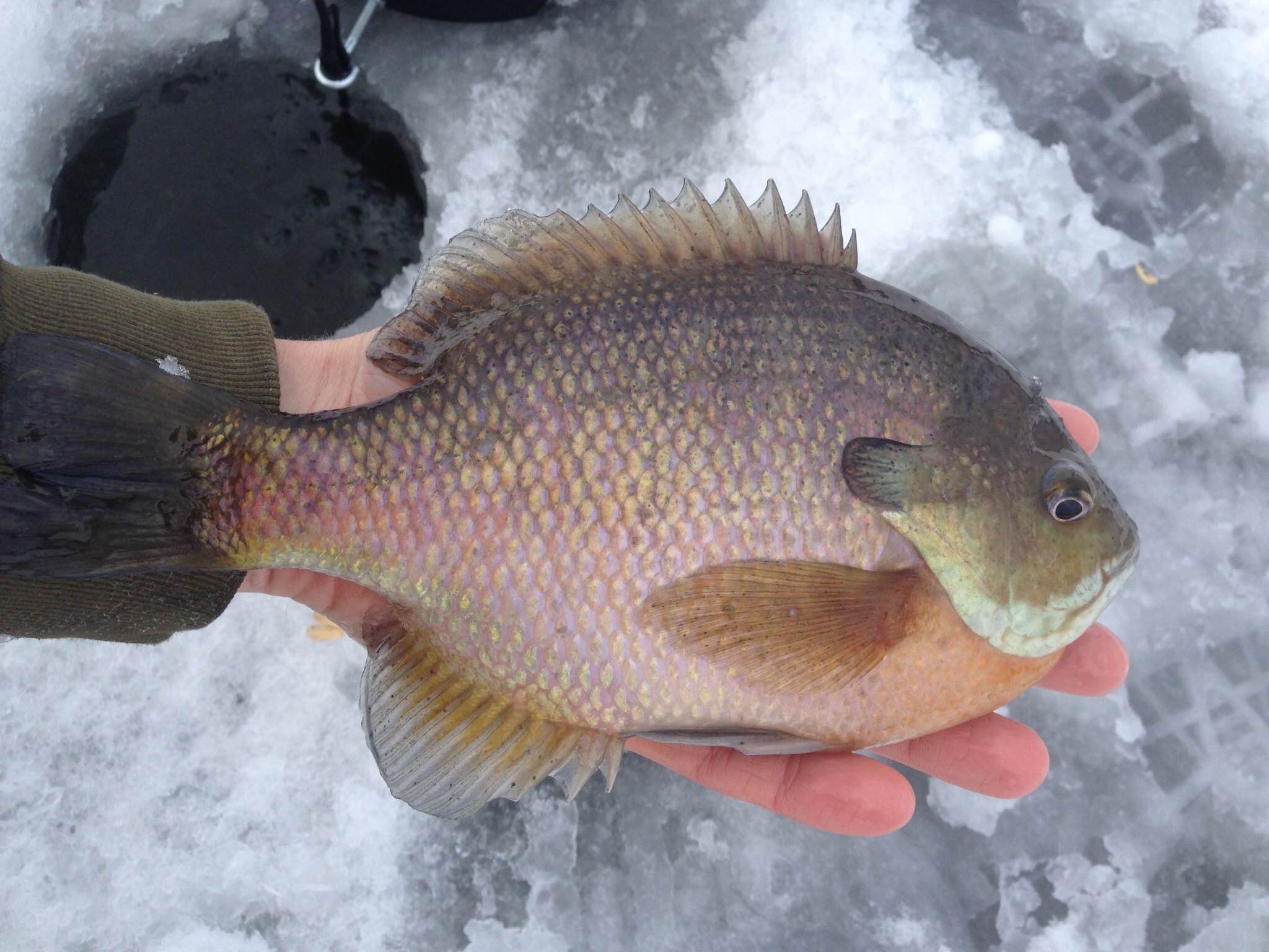 VT Fish & Wildlife Master Angler Search