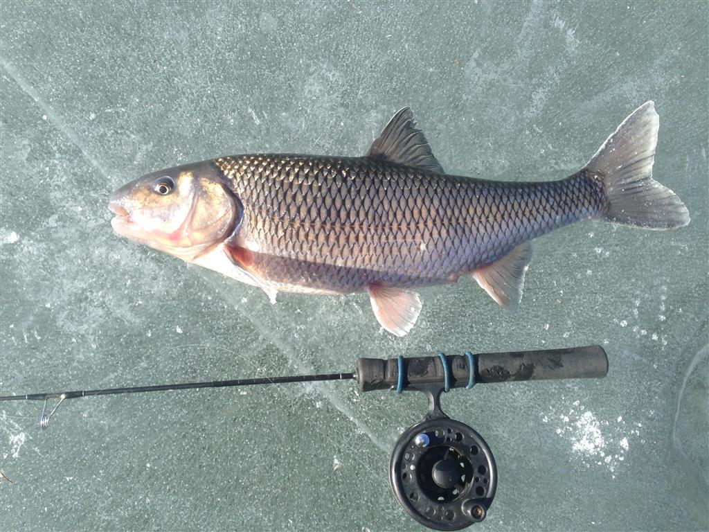 VT Fish & Wildlife Master Angler Search