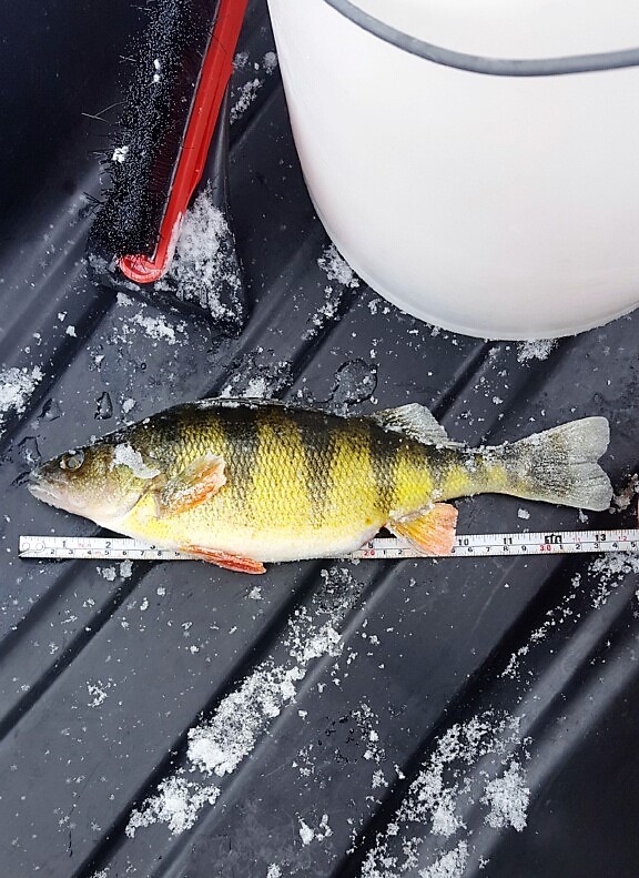 VT Fish & Wildlife Master Angler Search