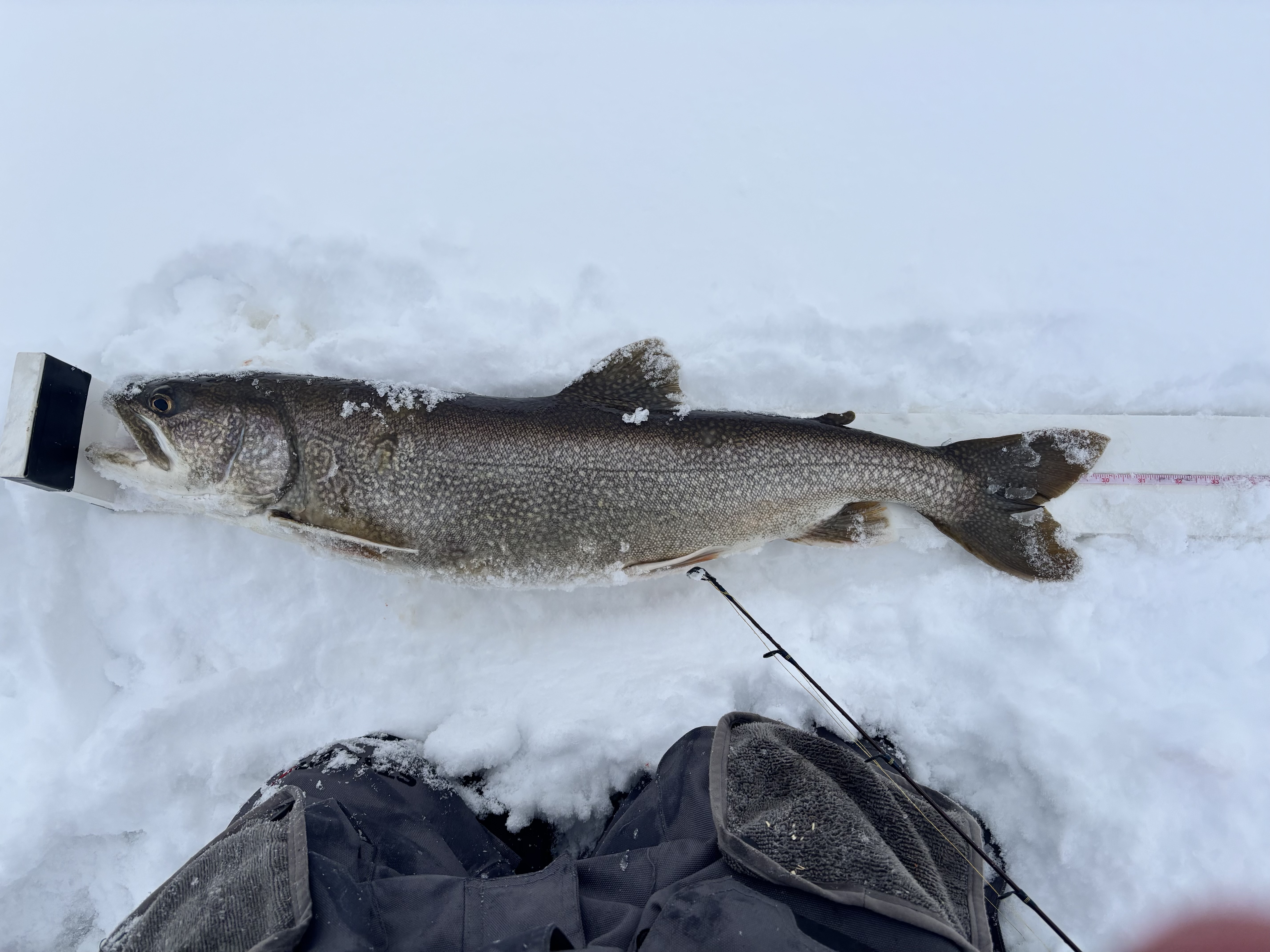 Master Angler Search | VT FWD