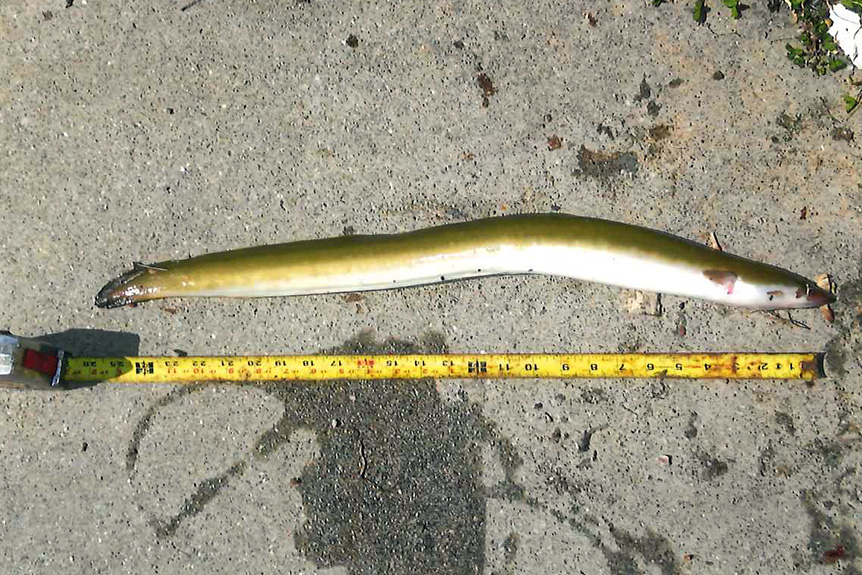 VT Fish & Wildlife Master Angler Search