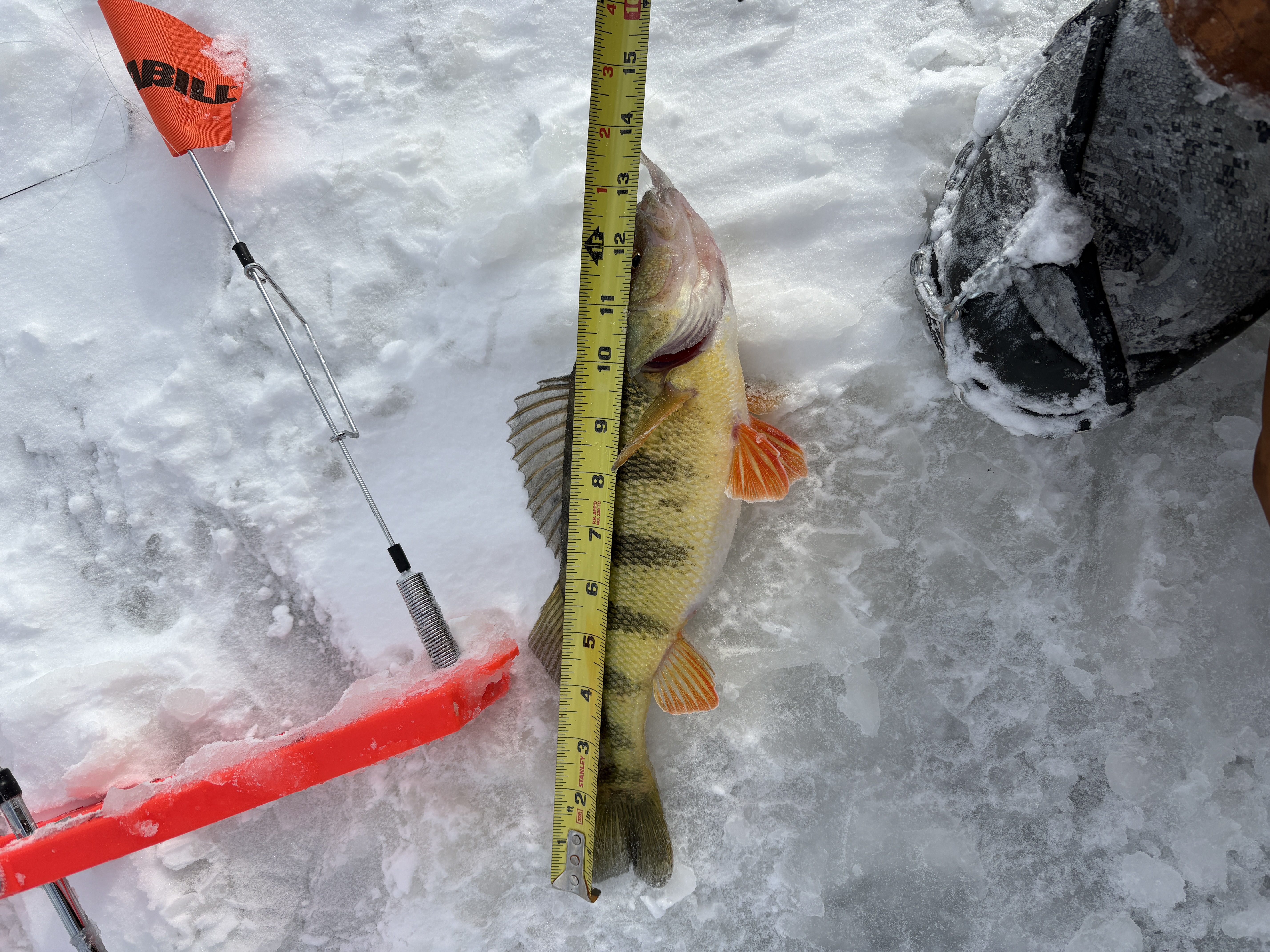 Master Angler Search | VT FWD