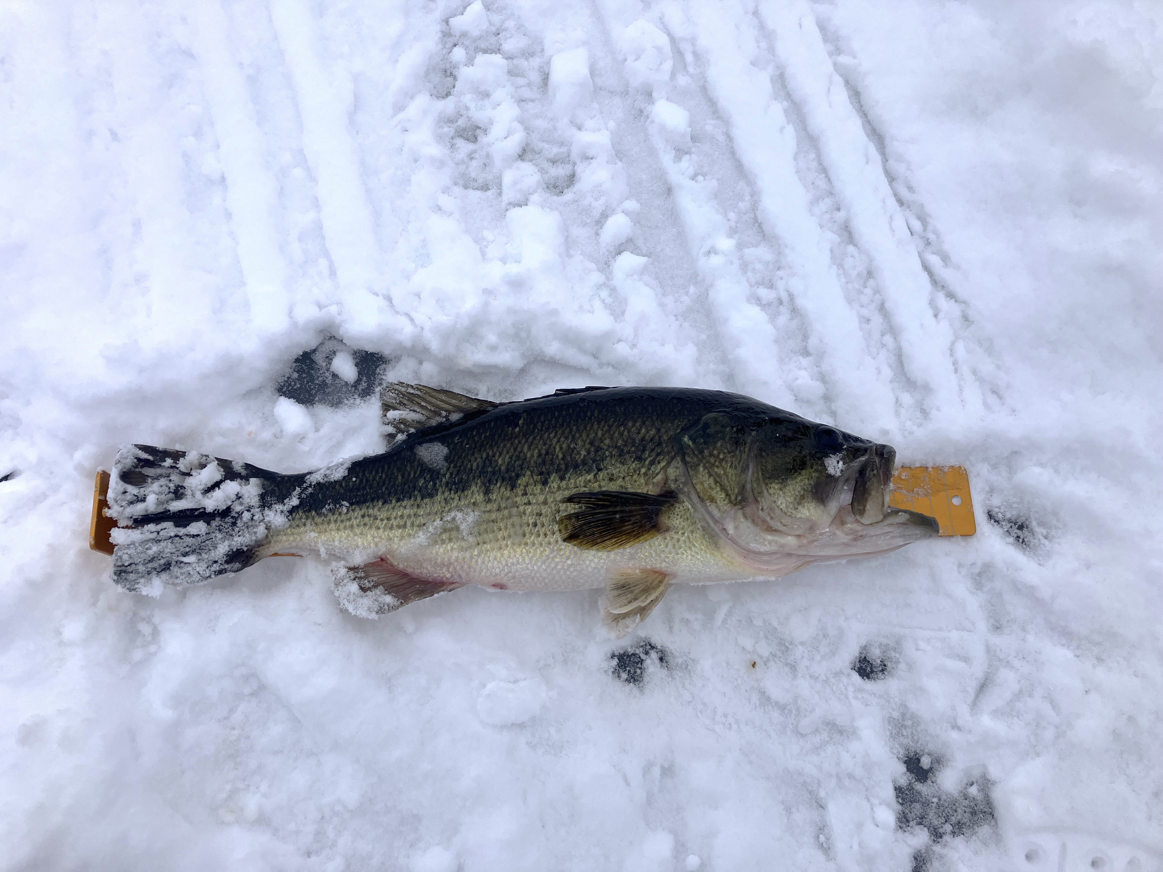 Master Angler Search | VT FWD