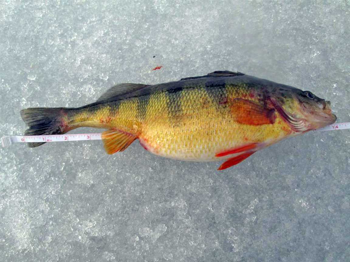 VT Fish & Wildlife Master Angler Search