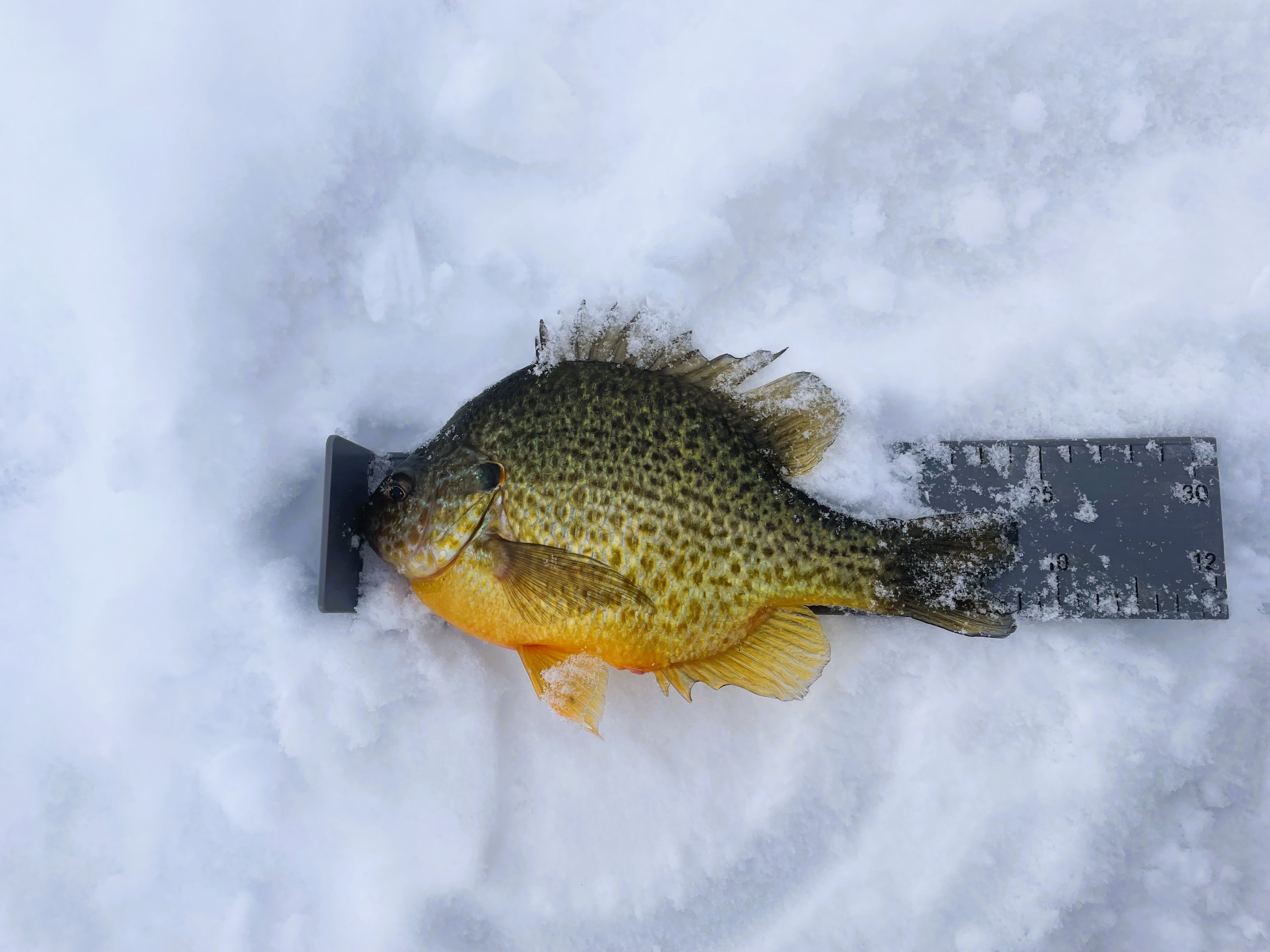 Master Angler Search | VT FWD