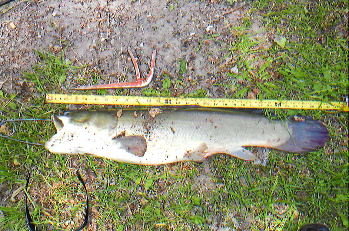 VT Fish & Wildlife Master Angler Search