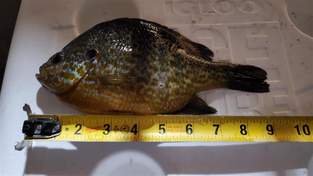 VT Fish & Wildlife Master Angler Search