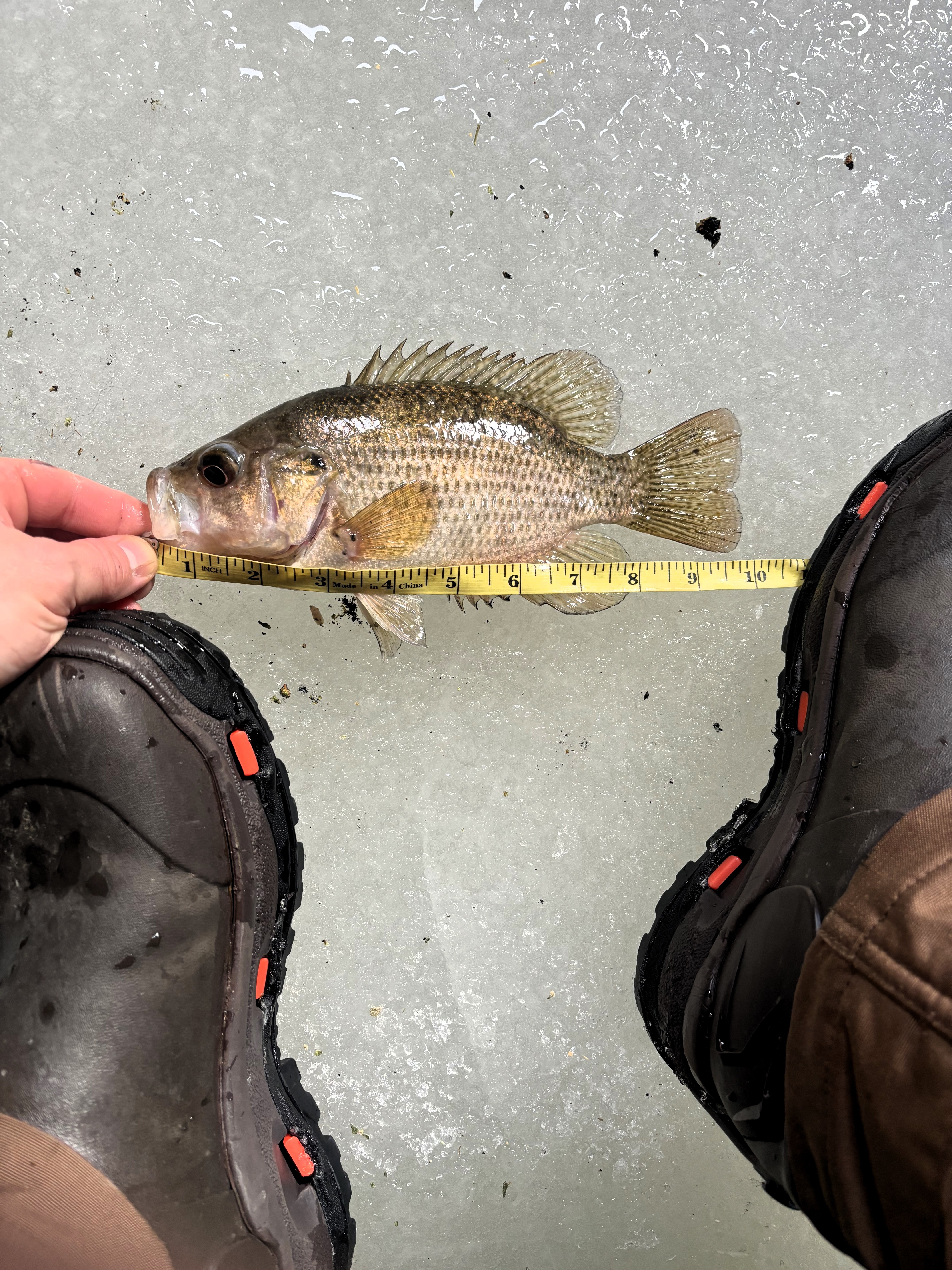 Master Angler Search | VT FWD
