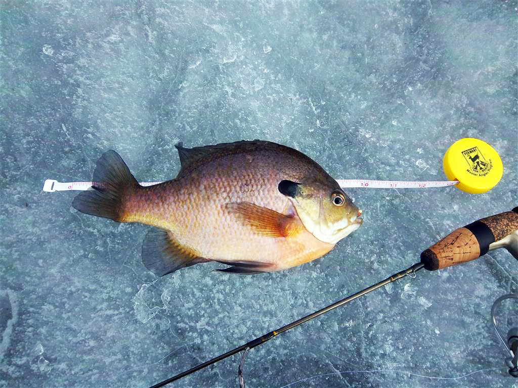 VT Fish & Wildlife Master Angler Search