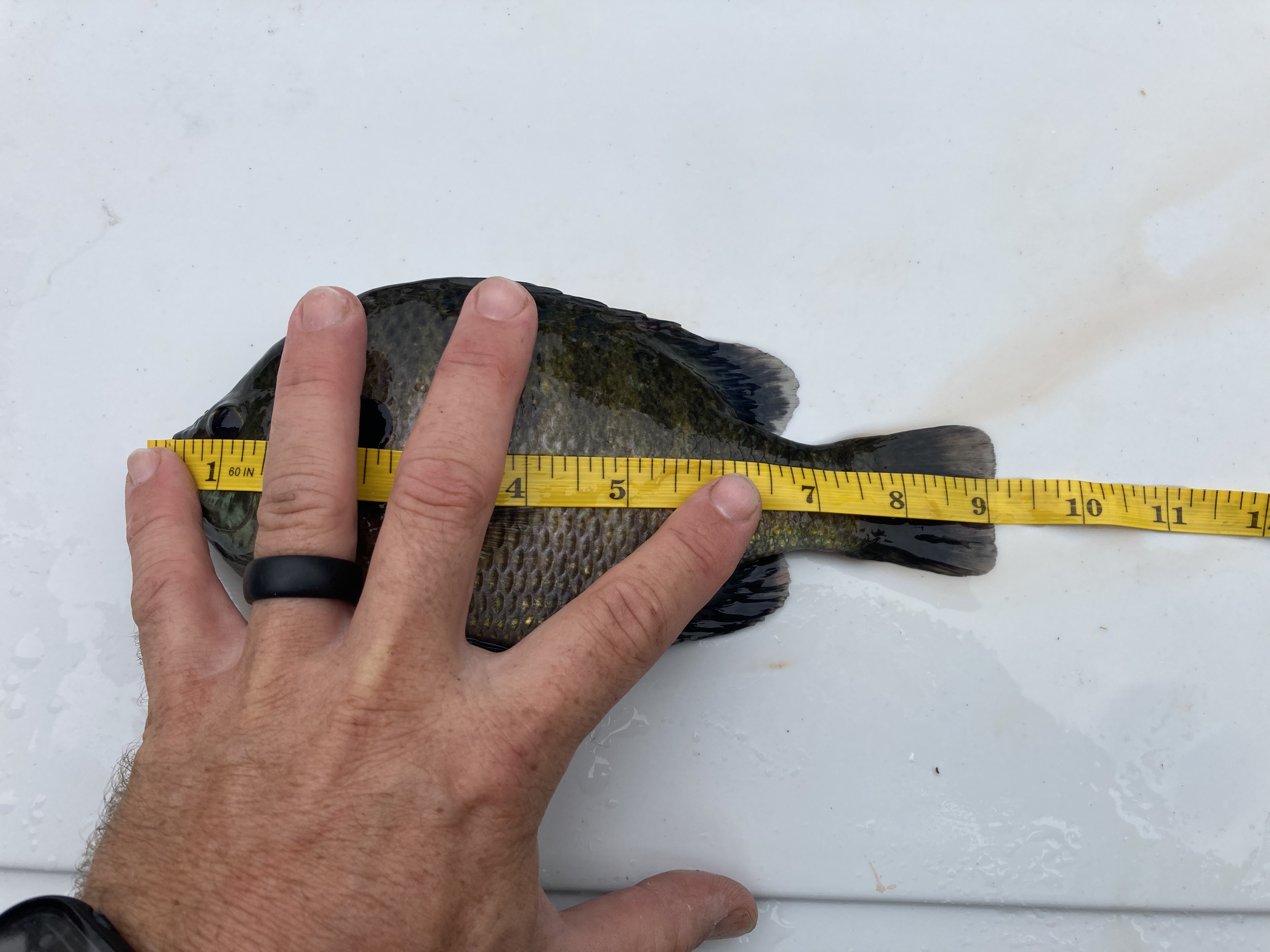 Master Angler Search | VT FWD