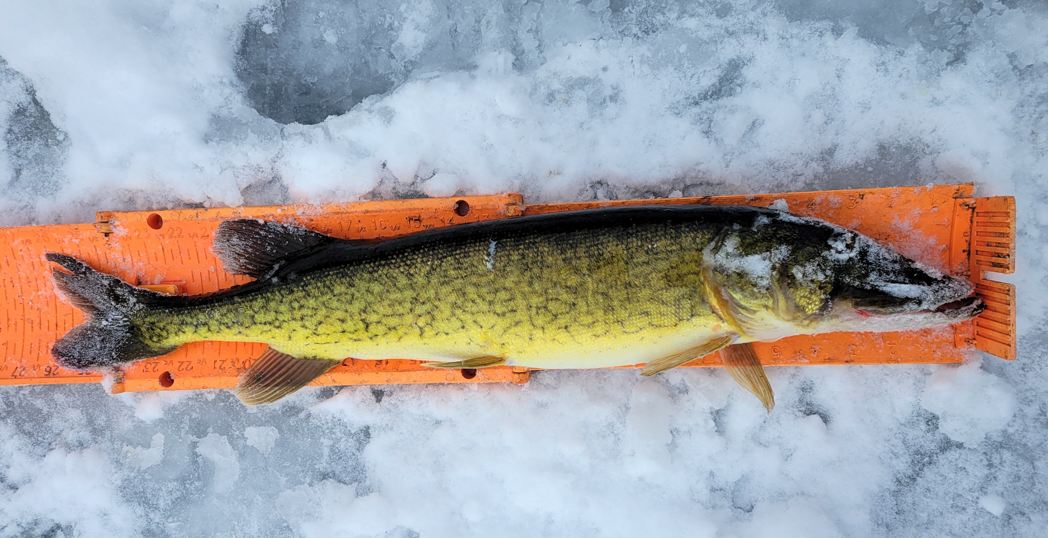 Master Angler Search | VT FWD