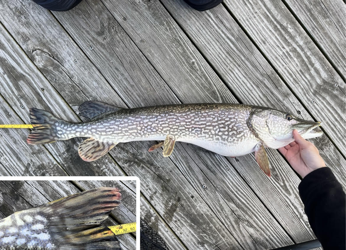 Master Angler Search | VT FWD