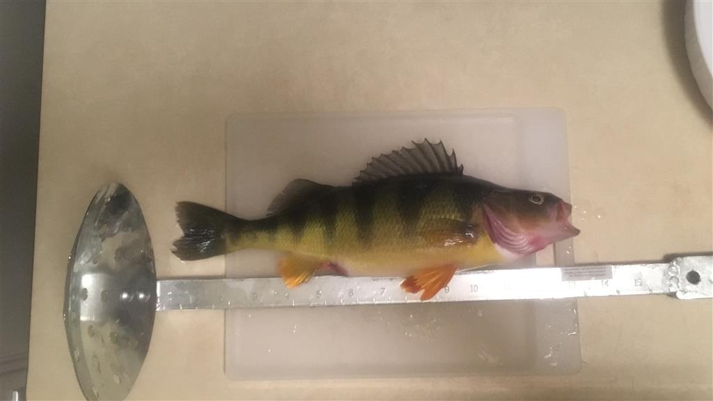 VT Fish & Wildlife Master Angler Search